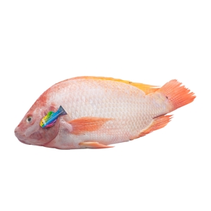 Tub Tim Fish - Big C Online